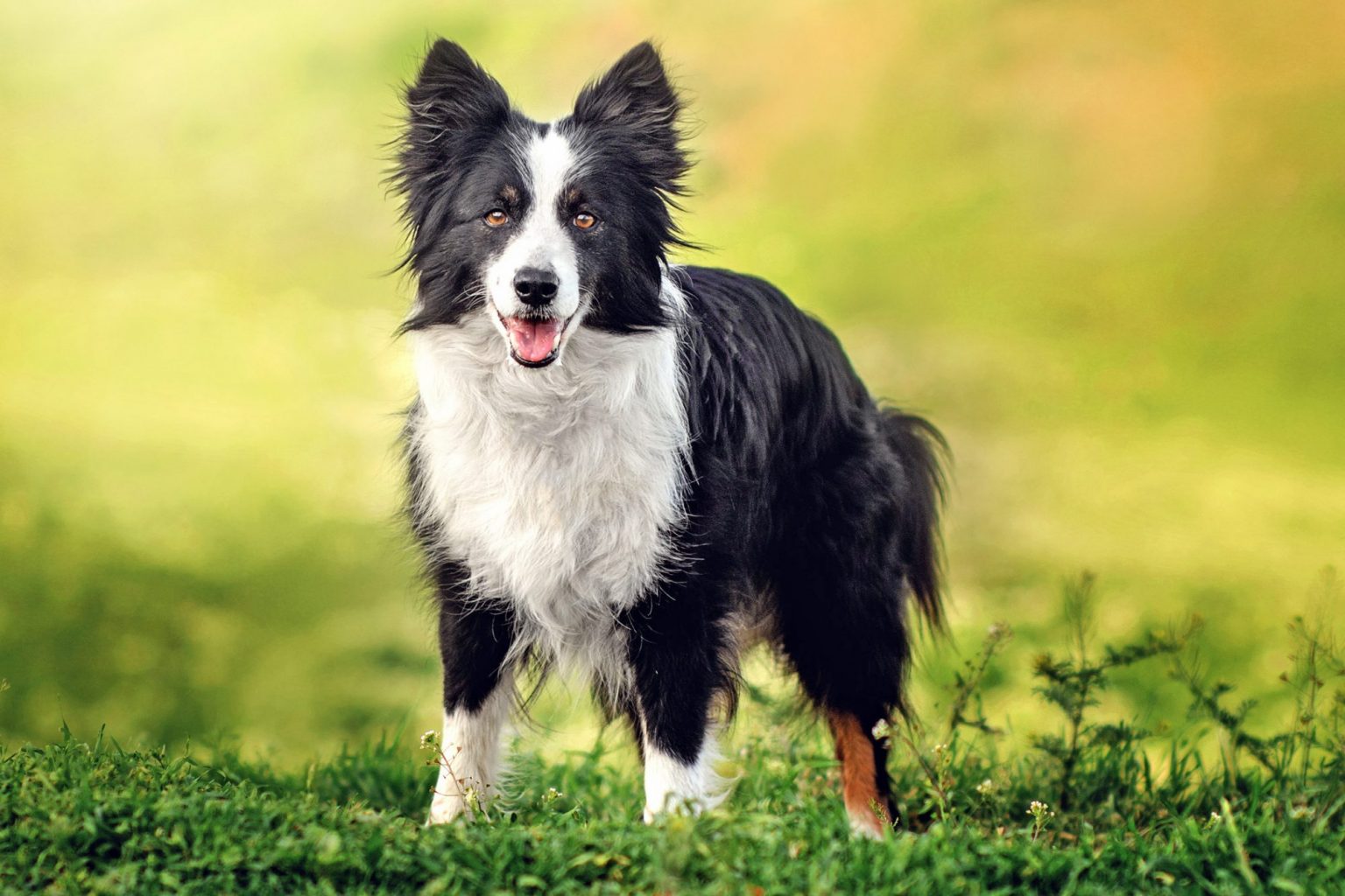 Hal Yang Tidak Anda Ketahui Tentang Border Collie - Dogs World Wide - informasi tentang dunia anjing